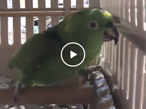 Parrot learns world’s most annoying tactic (Video)