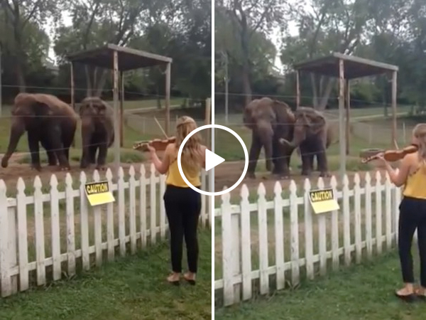 Elephants dance to a Mozart concerto (Video)