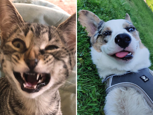 These Animals Are Total Derps And It's Great