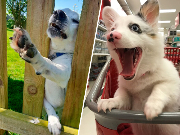 These Dogs Are The Best Boys Ever