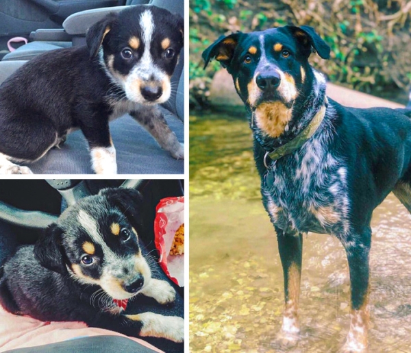 Animals Before Being Adopted Vs. After