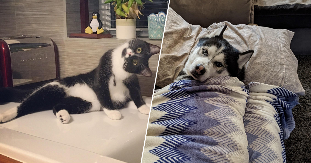 Pet owners share their cats and dogs' quirkiest behavior