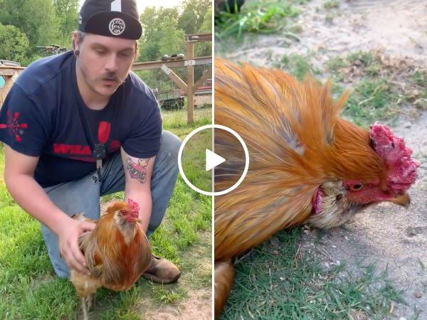 So apparently you can hypnotize chickens in the weirdest way (Video)