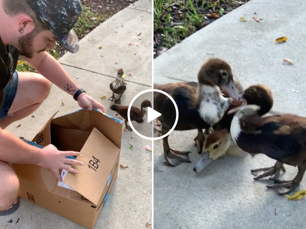 Duckling gets reunited with family after rehabilitation and cuteness ...