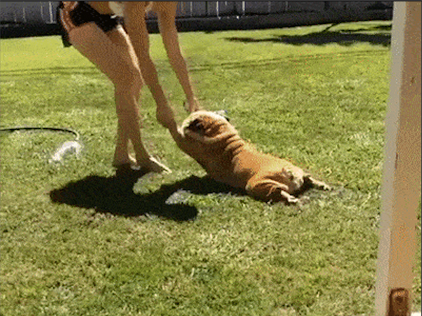 Dog GIFs to celebrate International Dog Day