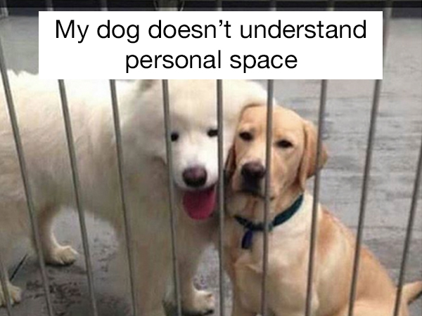 Dog memes to show your dog even though he can't read (30 Photos)