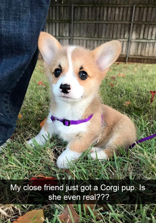 Dog Snapchats Are A Barkin' Good Time