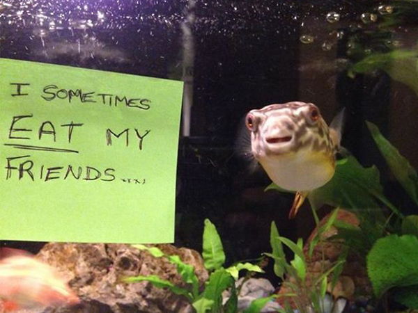I never knew fish could be so savage (20 Photos)