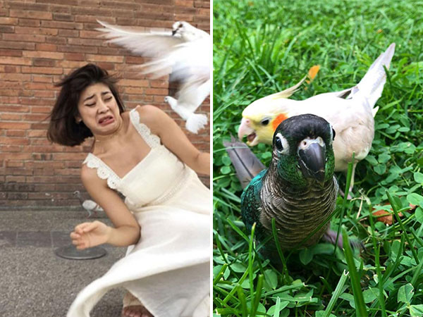Birds Are Mother-Pecking Jerks