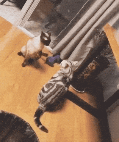 The animal kingdom is full of a**holes