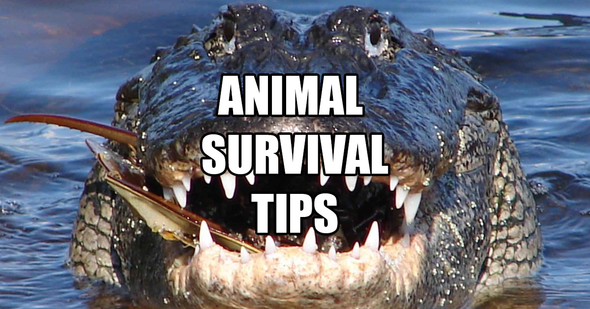 Animal survival tips that will keep you alive