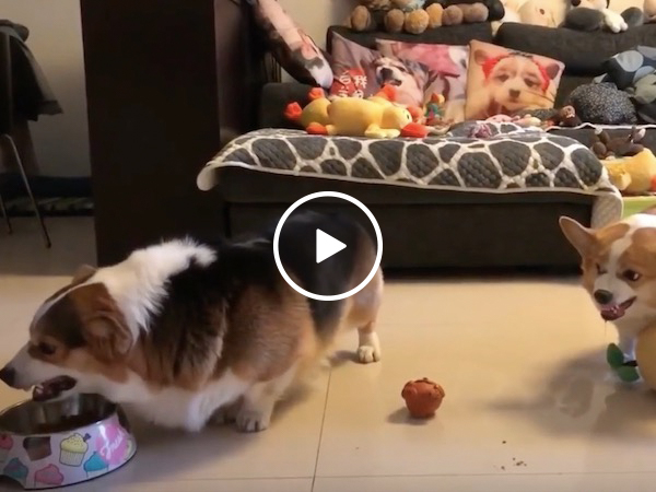 Chubby Corgis fighting, made more incredible by fighting music (Video)