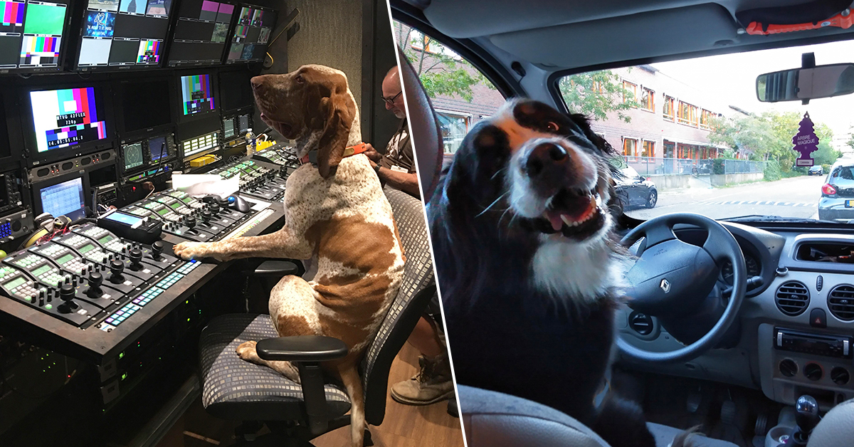 Treat yourself to some dogs with jobs