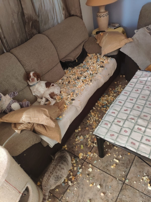 Guilty Dogs Know What They Did