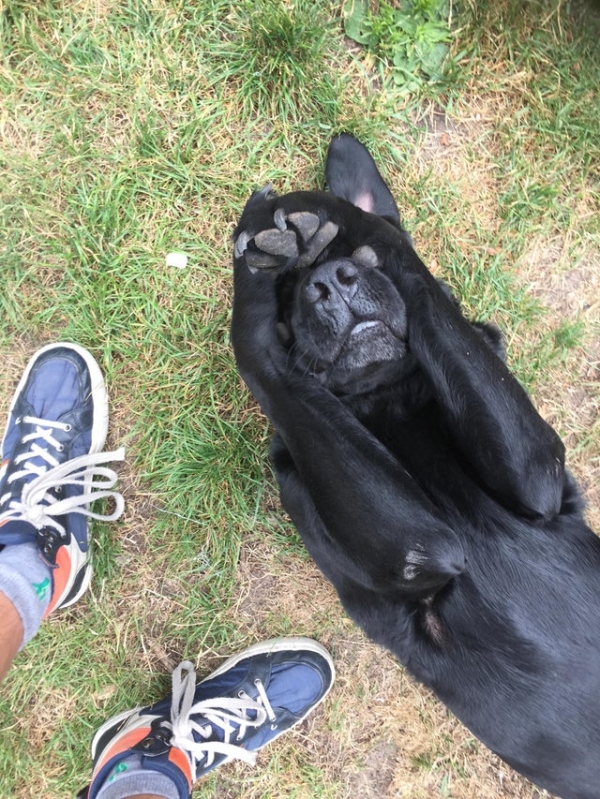 Guilty Dogs Know What They Did