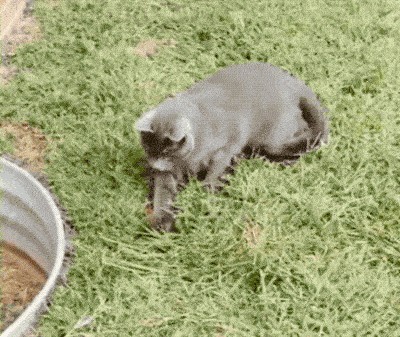 I think these animals need to be restarted