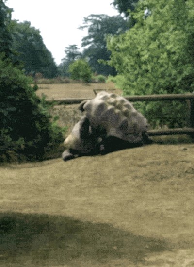 I think these animals need to be restarted