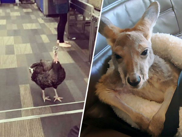 These Emotional Support Animals Are A Little Bit Insane