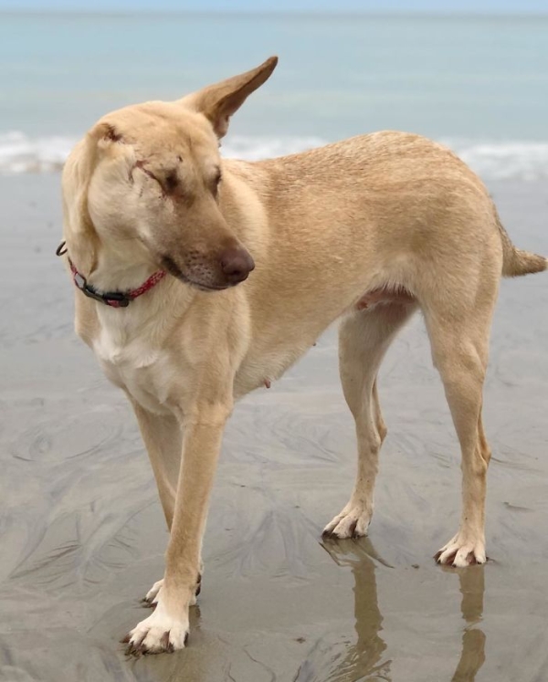 Maggie the Wunderdog's story is incredibly inspiring