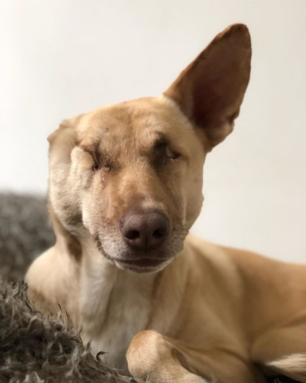 Maggie the Wunderdog's story is incredibly inspiring