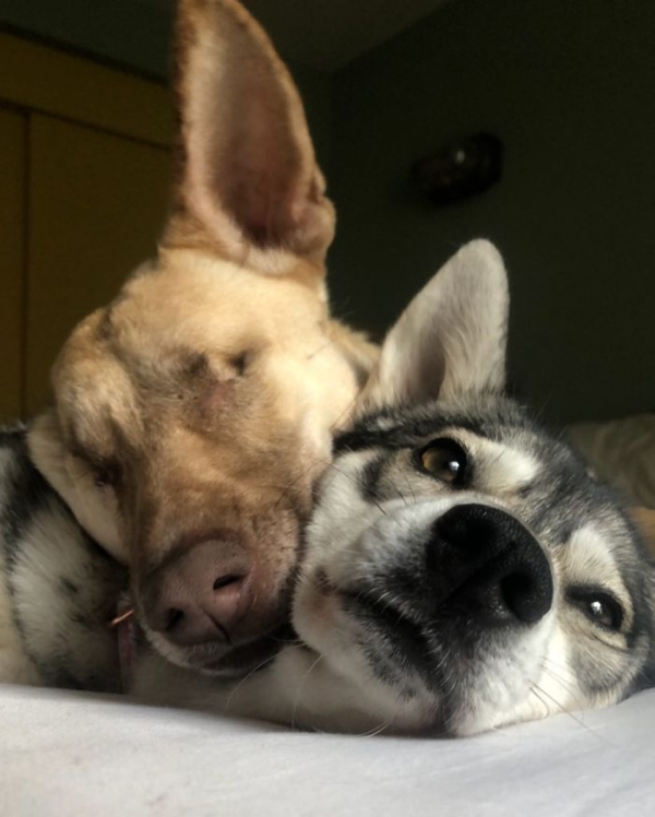 Maggie the Wunderdog's story is incredibly inspiring