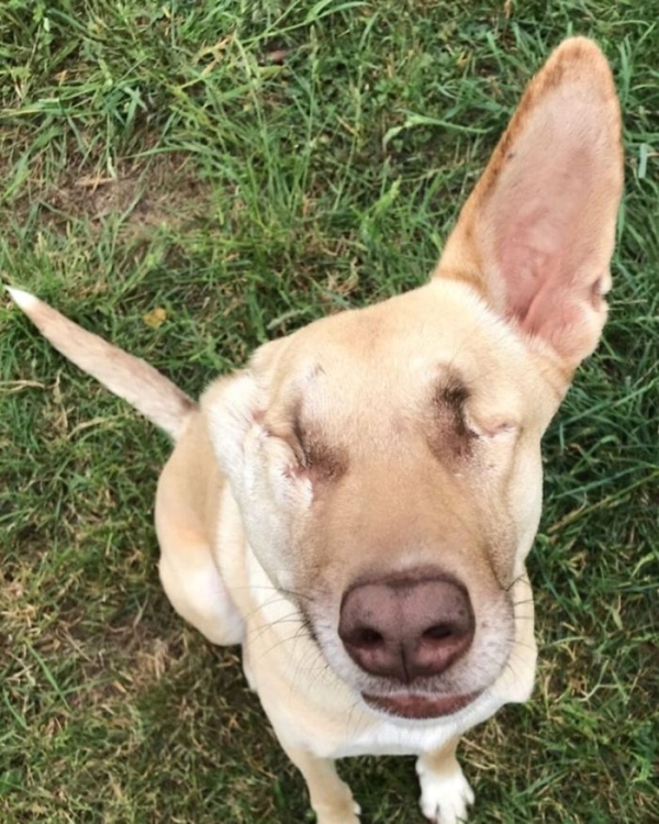 Maggie the Wunderdog's story is incredibly inspiring