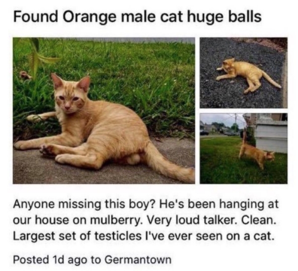 These NextDoor posts are truly something else (34 Photos)