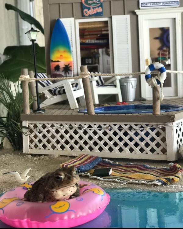 Toby the Toad shares his daily life on Instagram