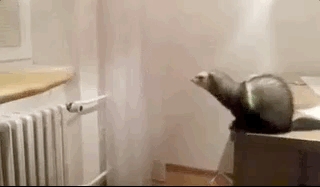 Animals Have Epic Fails Too