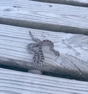 Animals Have Epic Fails Too