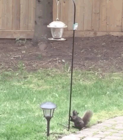 Animals Have Epic Fails Too