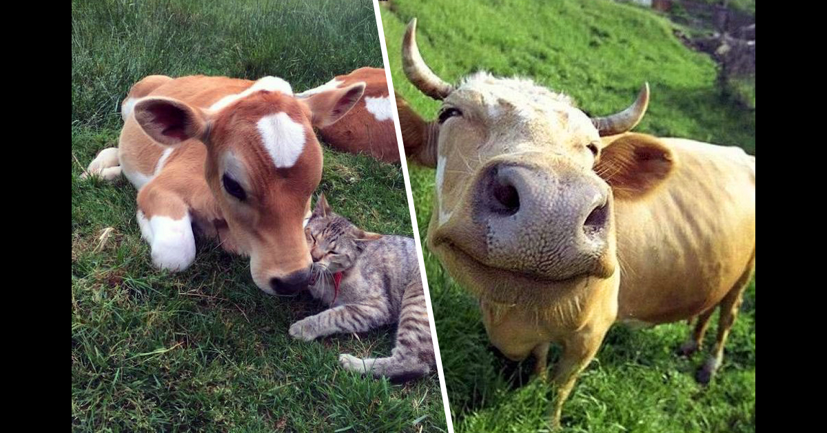 Funny collection of cows doing silly things (18 GIFs)