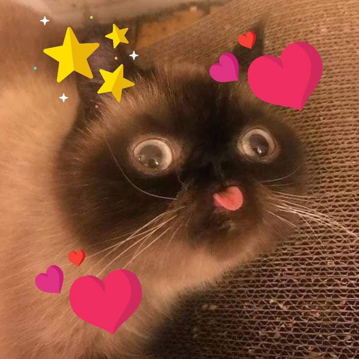 Funny Flirty Memes to Send Your Significant Other - theCHIVE