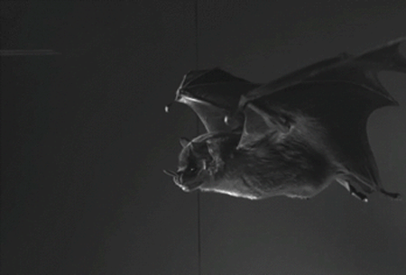 Check out some amazing Bat Facts!