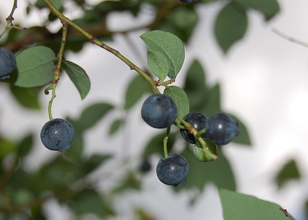 The surprising origins of "I'm Your Huckleberry" and what it means