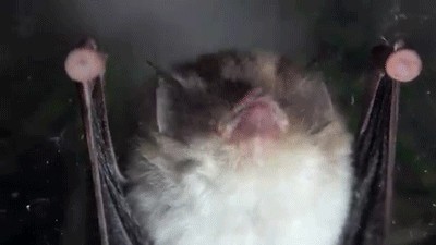 Check out some amazing Bat Facts!