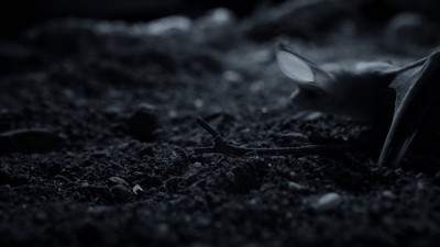 Check out some amazing Bat Facts!