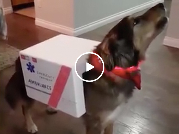 The next time it hurts on the inside, we're gonna call this pup (Video)
