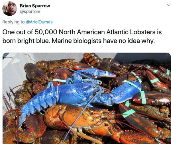 Some Totally Random Facts To Add To Your Collection