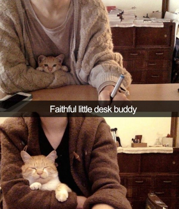 Cats Of Snapchat Caught In Hilarious Moments