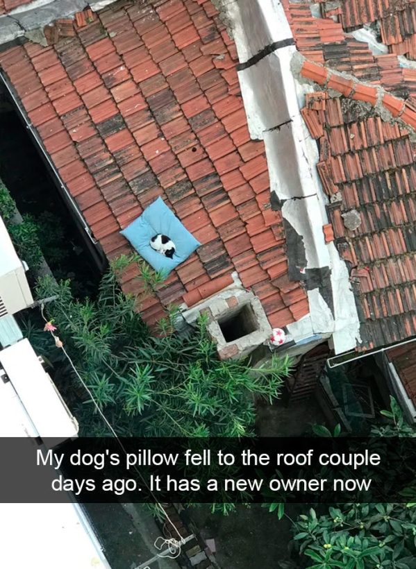 Cats Of Snapchat Caught In Hilarious Moments