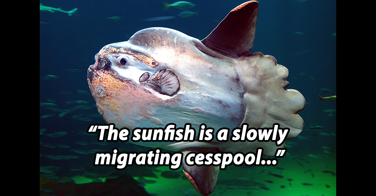 Scott Burns roasts the ocean sunfish in a hilarious rant