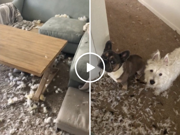 No one's gonna stay mad at these guilty dogs. NO ONE (Video)