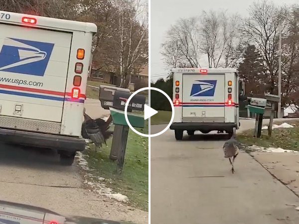 A giant turkey has been plaguing this mailman for a month (Video)