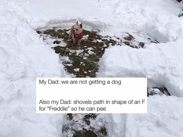 Dog memes to show your dog even though he can't read (30 Photos)