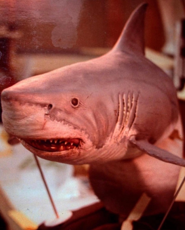Jaws 3 Shark