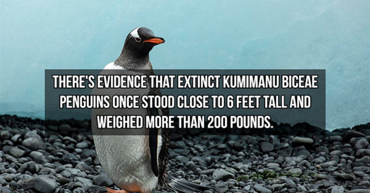 theCHIVE - Funny Pictures, Photos, Memes & Videos – theCHIVE.com