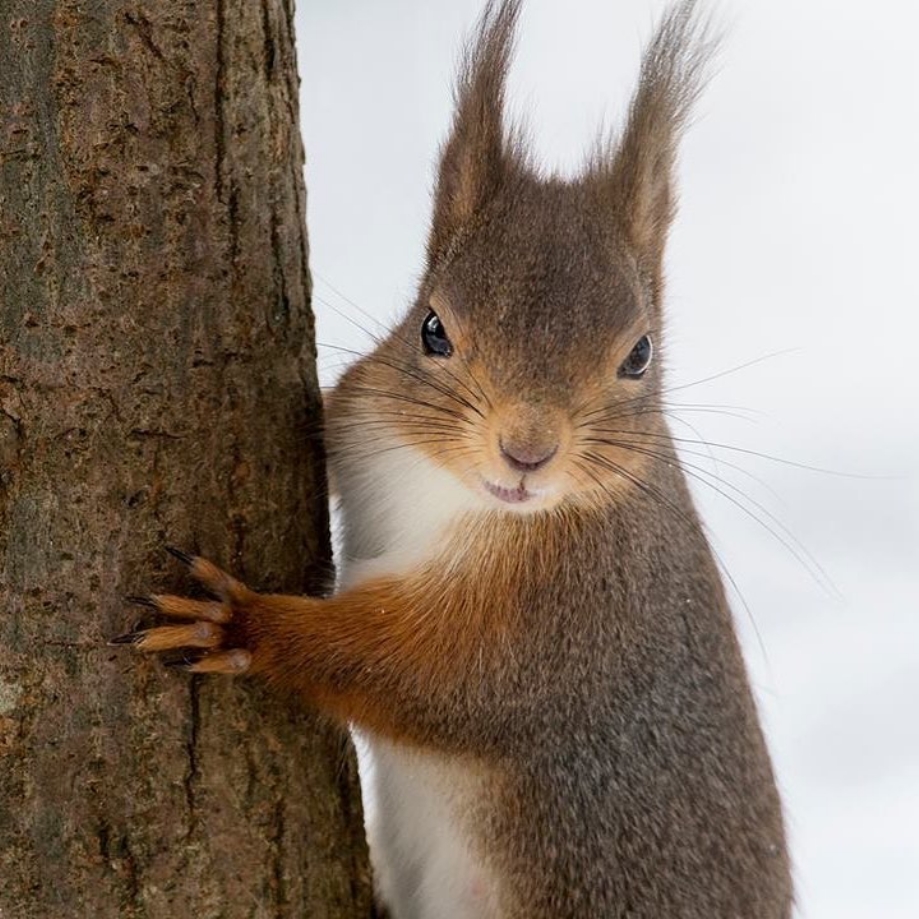 January 21st is squirrel appreciation day. Let's celebrate! | Humanity