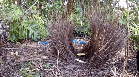 Amazing Facts About The Wild Animals Of The World