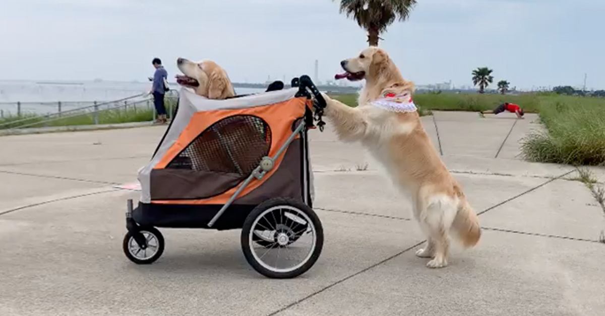Animal bros making the world a happier place one paw at a time